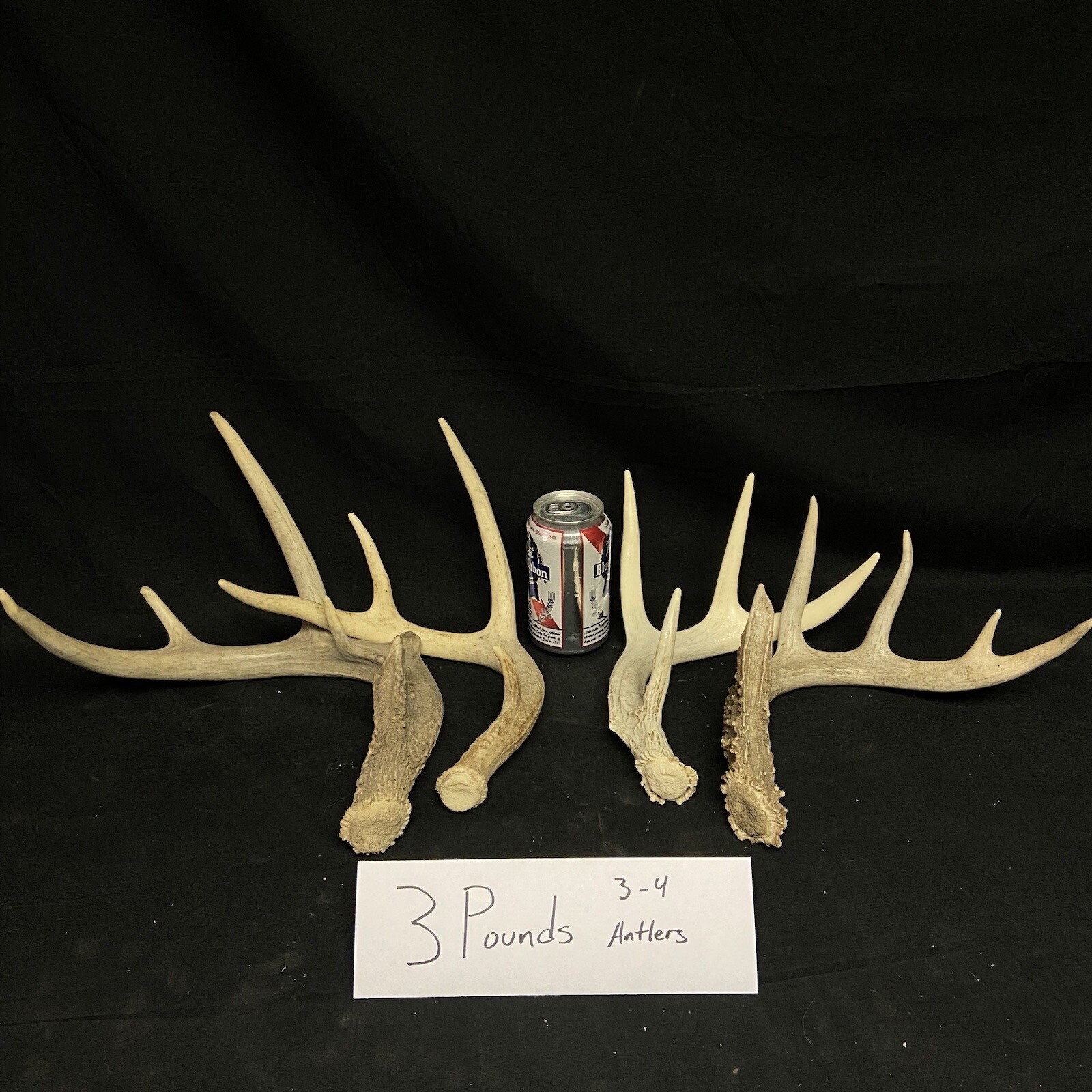 3, 5, 10 Pounds Premium A Grade Bulk Whitetail Deer Antlers - No ...