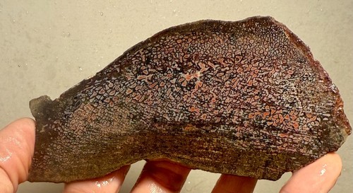 Gem Dinosaur Bone Rough Slab! | eBay