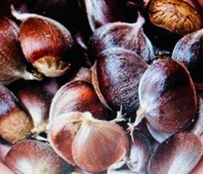14PCS Bigger American Chestnuts Tree Seeds Hybrid Chinese Edible 2025 ...
