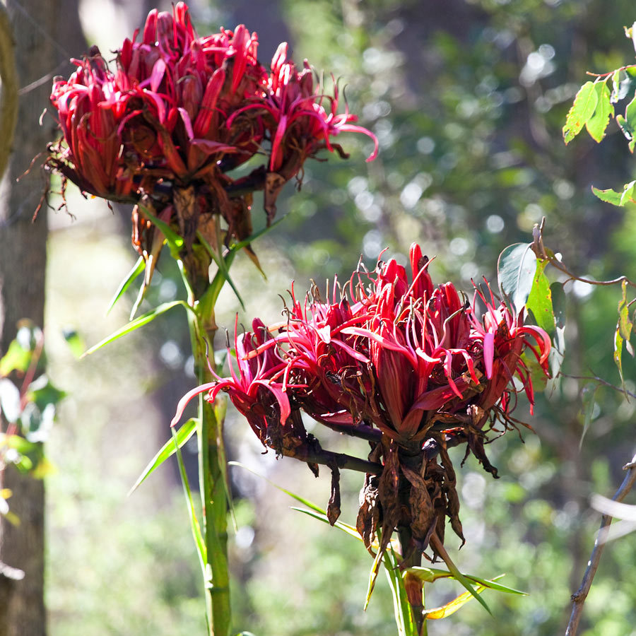 Gymea Lily Flower Essence | Best Flower Site