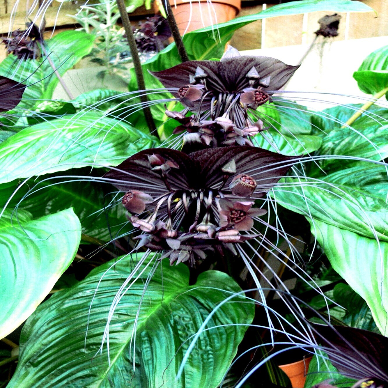 Black Bat Orchid Flower Seeds (Tacca chantrieri) RARE Tropical Garden ...