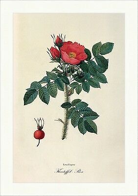 Kartoffel - Rose Rosa Rugosa Japanese Rosier Rugueuses Kamtschatka ...