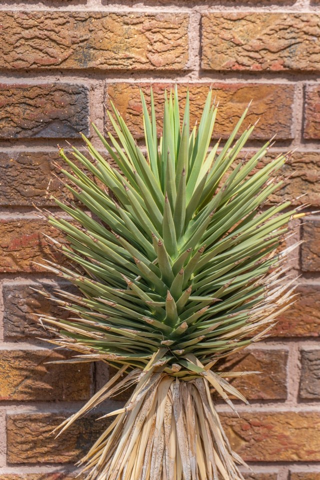 3FT JOSHUA TREE, DESERT PLANT, LEGALLY HARVESTED & TAGGED, YUCCA ...