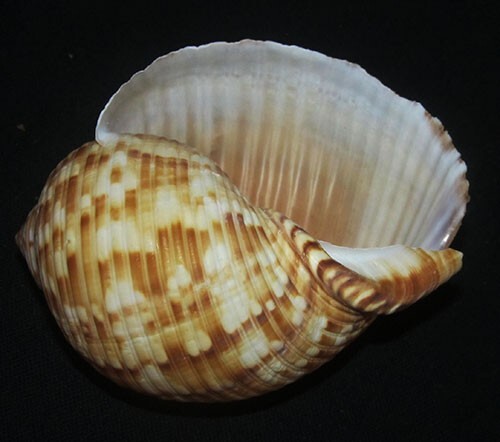115 mm GREAT Tonna Chinensis Tun Seashell Phuket Thailand AC#1 Combine ...