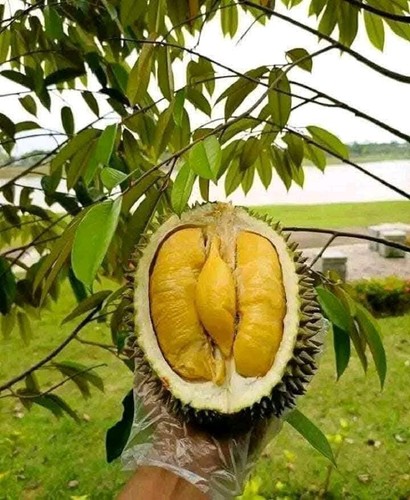 Grafteds Dwarf OCHEE Durian Fruit Trees, Quickly to fruit bear | eBay