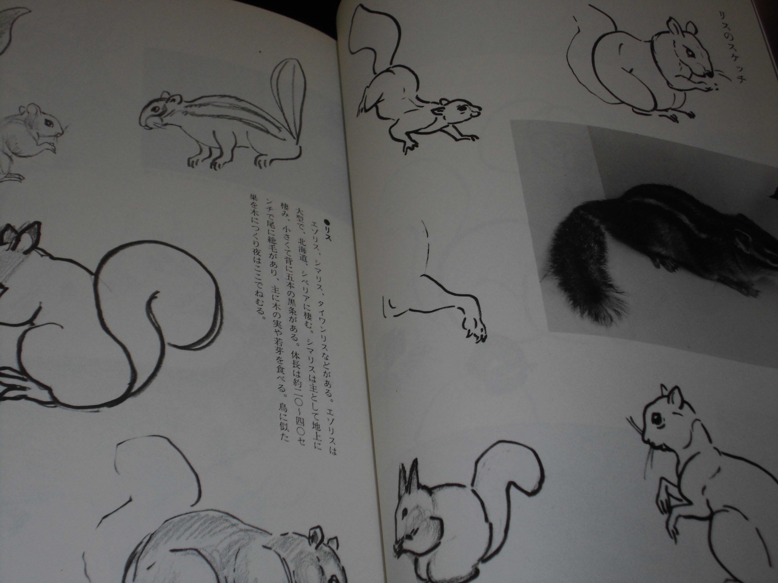 Japanese Sumi-e Drawing Sample Book Kikan Suibokuga Bessatsu 4 Animals ...