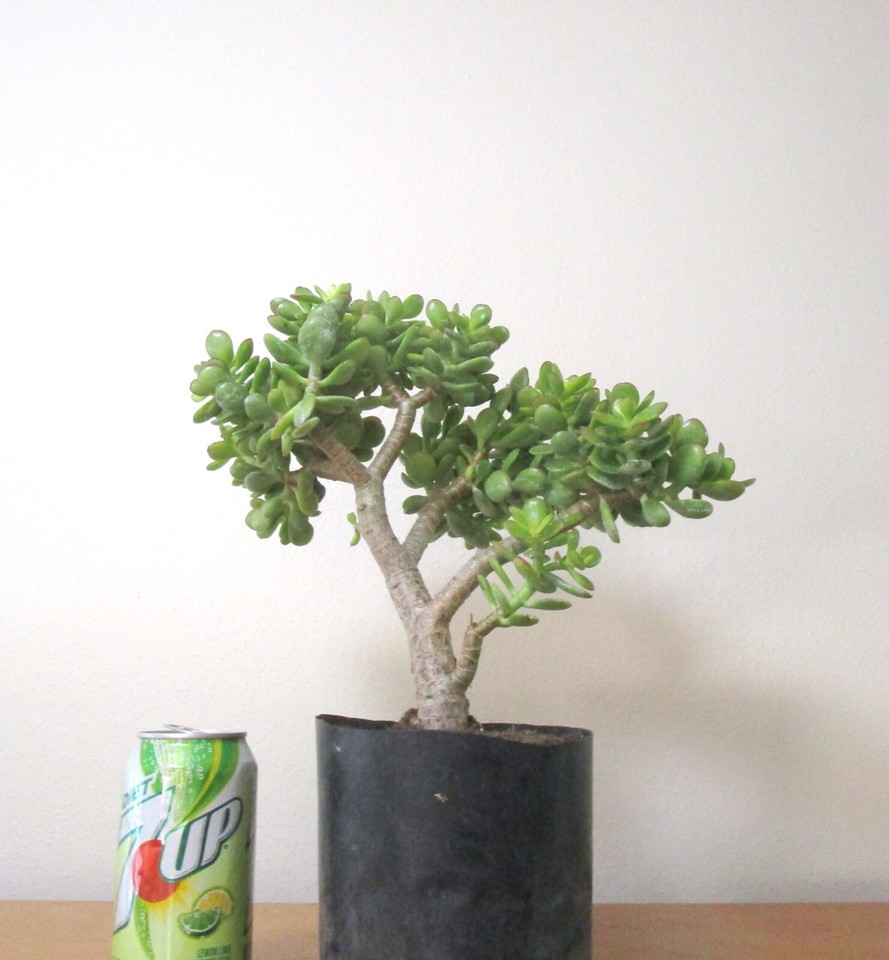 Jade Crosby's dwarf Crassula plant for shohin mame bonsai tree thick ...