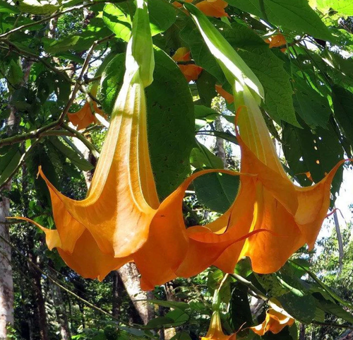 Brugmansia Angel Trumpet Live Plant Orange Julius Fragrant Hybrid 4 ...