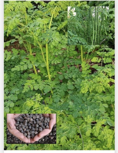 100+ SEEDS- Organic Moringa/Malunggay Seeds for Planting-USA SELLER | eBay
