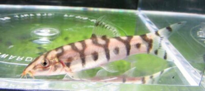 6 Pack - Yoyo Loach Live Freshwater Aquarium Tank Fish | eBay