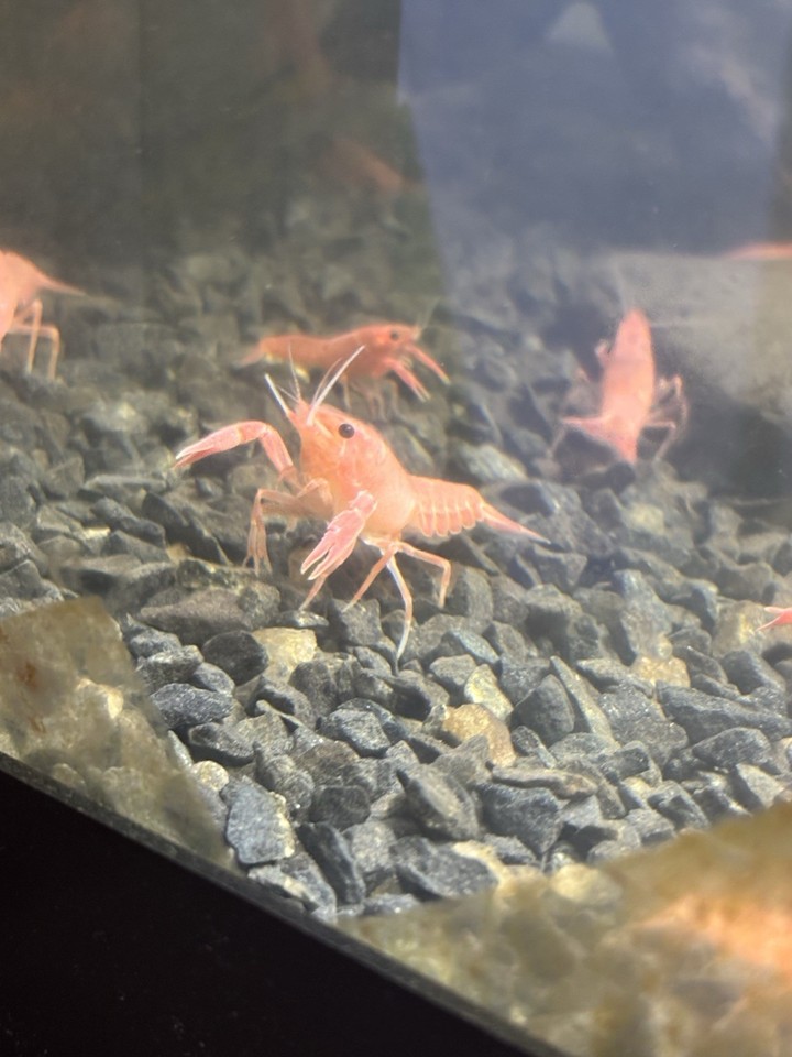 Live Pink Sakura Freshwater Crayfish (Procambarus Clarkii) 2-3inches | eBay