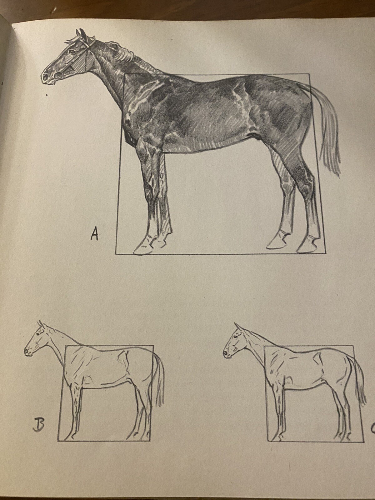 "The Horse: His Gaits, Points, & Conformation" by Paul Brown w ...
