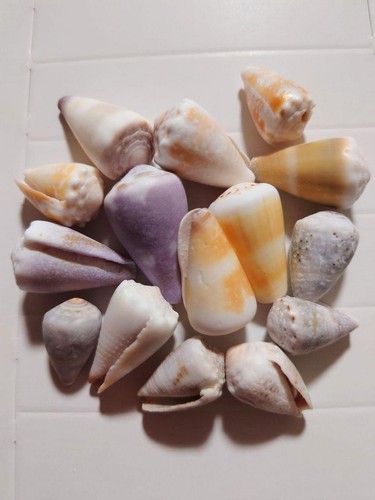 Natural Sea Shell Art Craft From Japan cone shells | eBay