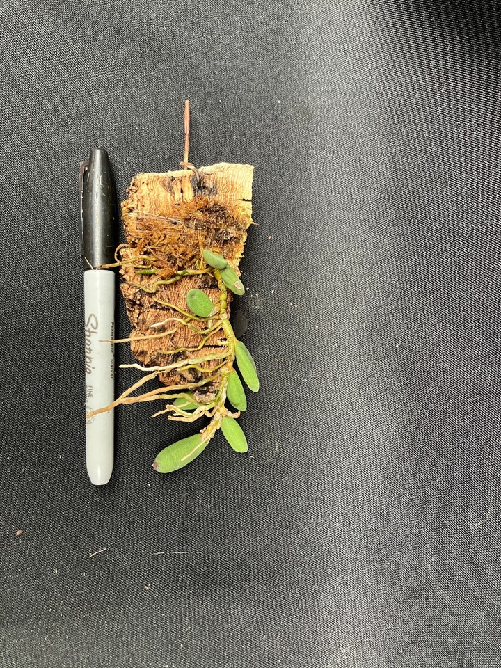 Orchid - Dendrobium linguiforme species | eBay Australia