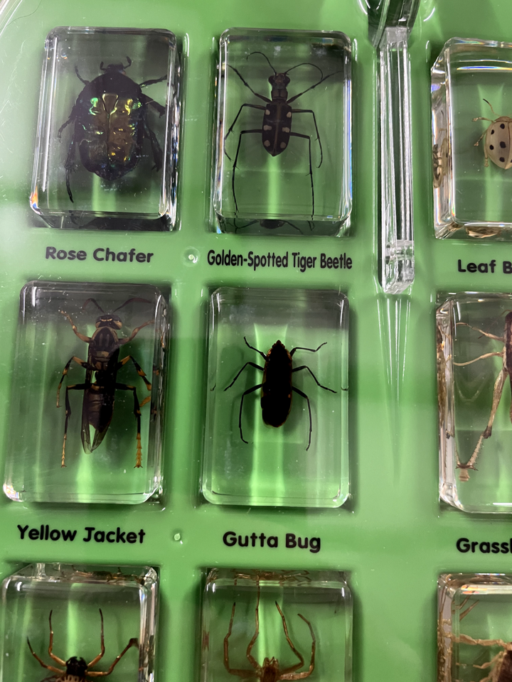 Lakeshore Learning Real Bugs Discovery Kit - 12 Actual Insect Specimens ...