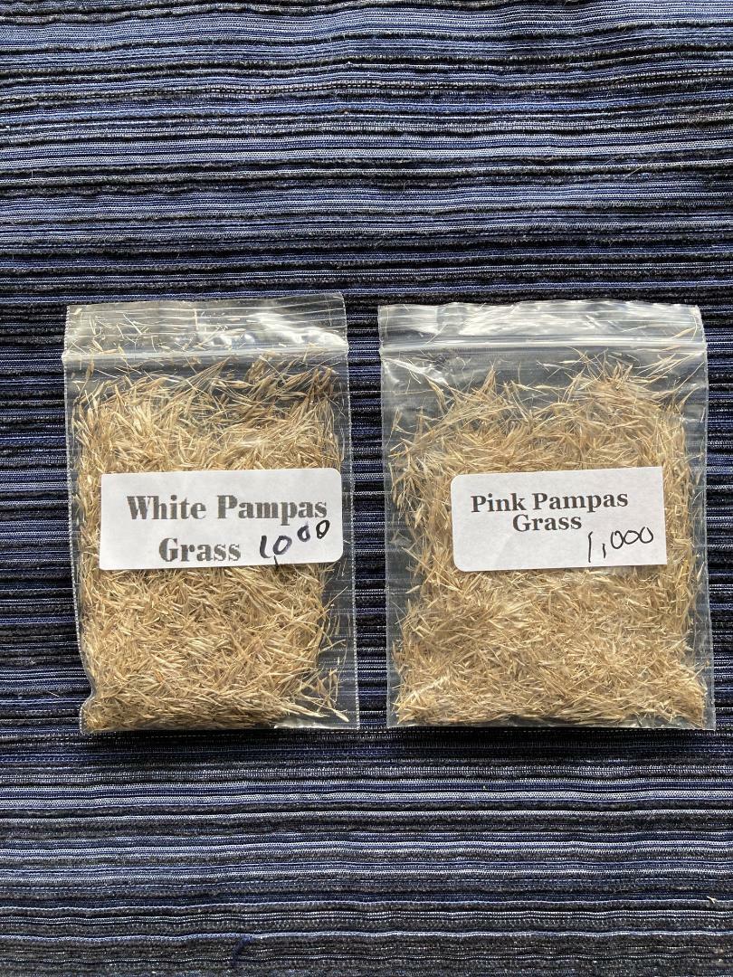 1,000 Seeds PINK PAMPAS Grass AND 1,000 Seeds WHITE PAMPAS Grass USA ...