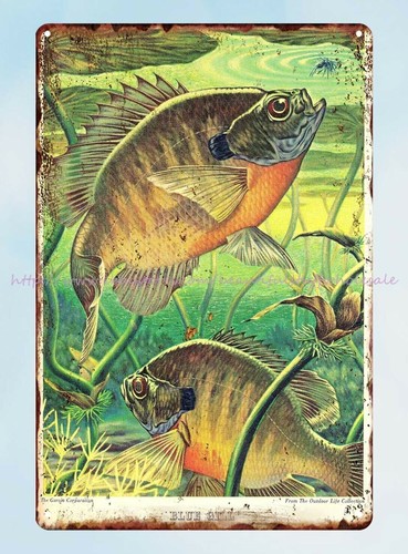 wall art posters Garcia Catalog Fish Illustrations blue gill metal tin ...