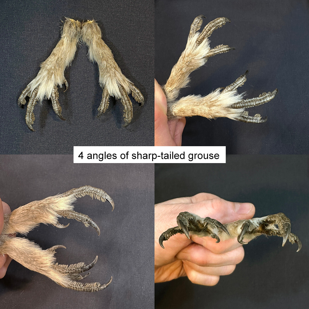GROUSE FEET SET (3 species) real preserved taxidermy bird part dried ...