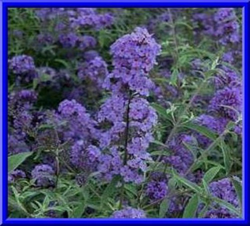 Seeds & Bulbs Comb S/H Easy to grow Multi-color Butterfly Bush Mix 150 ...
