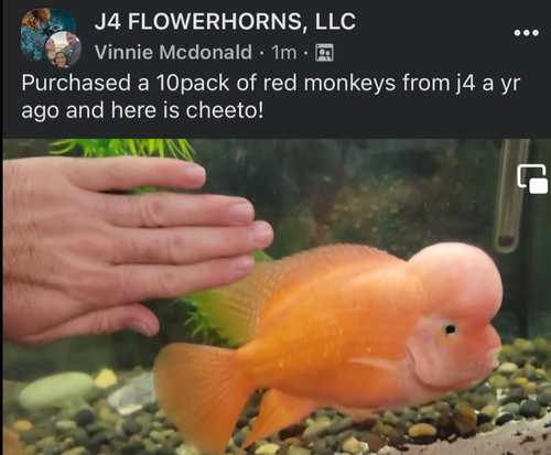 Super Red Monkey Flowerhorn fry .5-1" ( 5 Pack ) | eBay