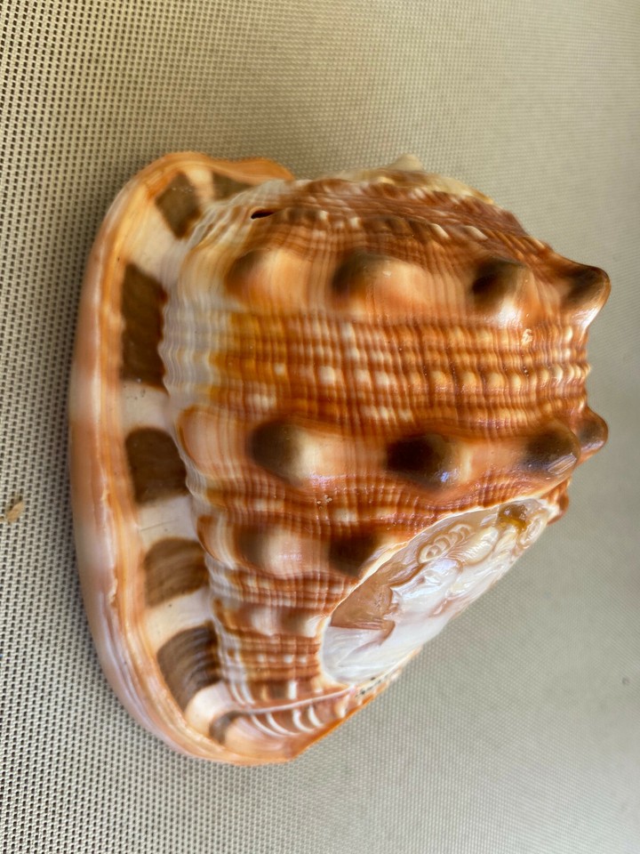 Carved Seashell Shell Sea Woman Cameo Italy Italian Signed Vintage ...