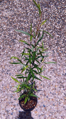 Lemon scented tea tree Leptospermum petersonii small useful native ...