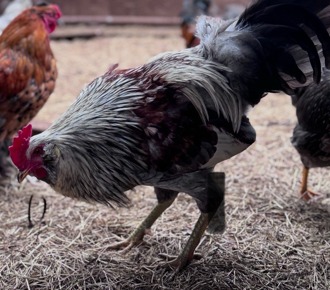 12 Plus Extra Whiting True Blue Hatching Eggs *Read Description* | eBay