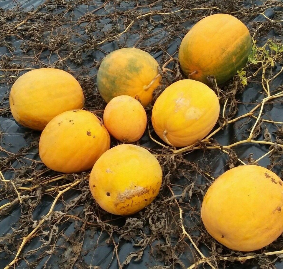 Royal Golden Watermelon Seeds | eBay