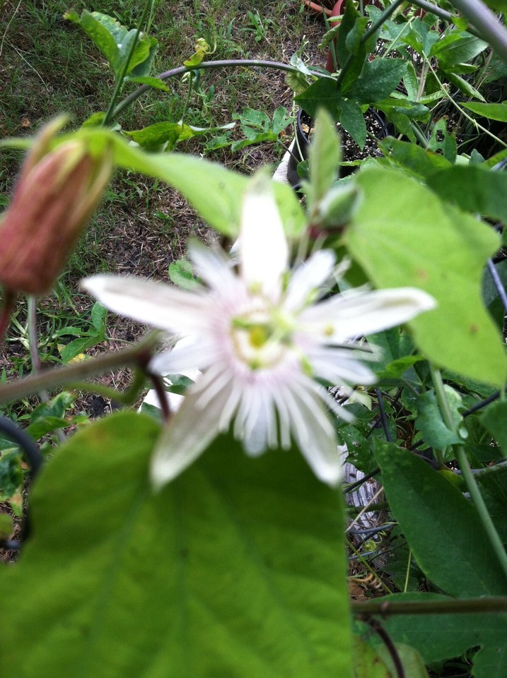 Passiflora capsularis pure white 5 seeds | eBay
