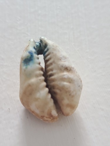 RARE Authentic Viking Cowrie Shell Money (Proto-currency) | eBay