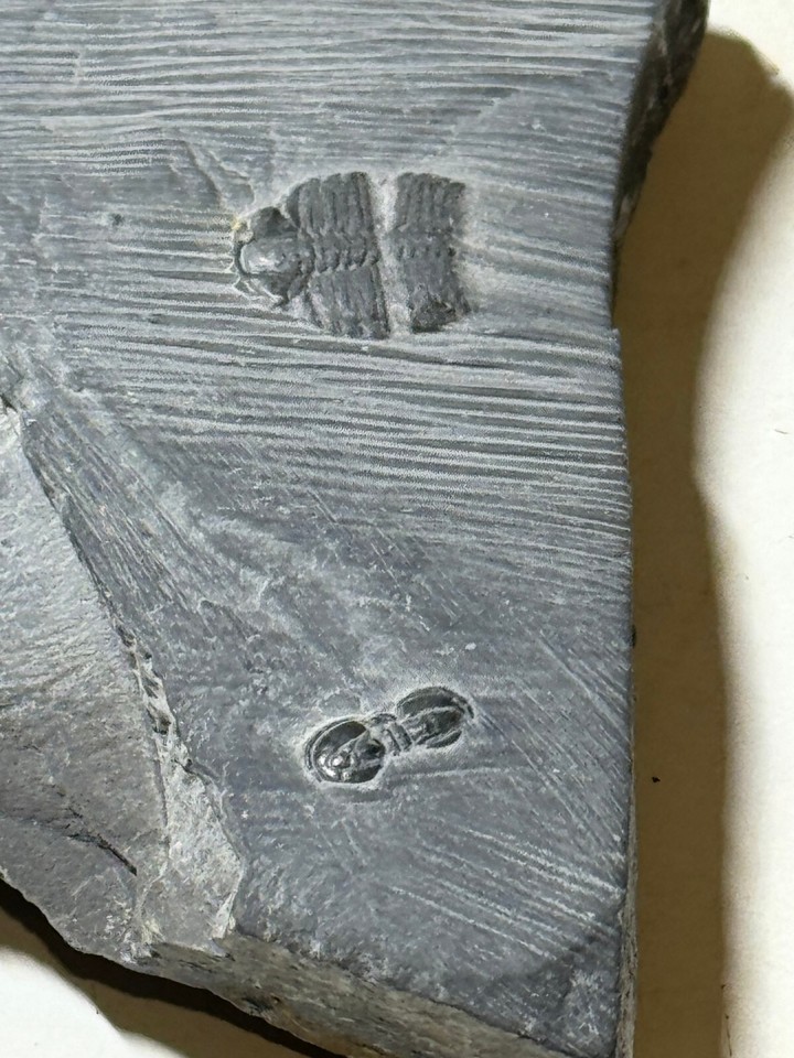 ELRATHIA AND PERONOPSIS TRILOBITE FOSSIL MULTIPLE SPECIMEN | eBay