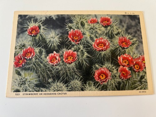 Strawberry or Hedgehog Cactus Southwestern Flower Postcard | eBay UK