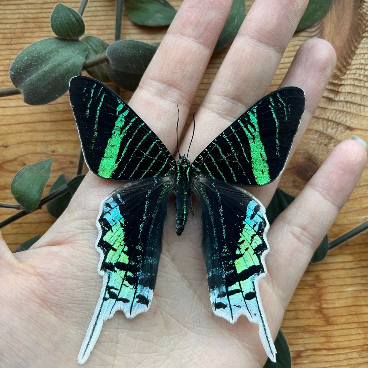 Colorful Moths