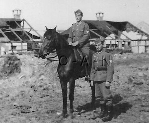 WWII German Large RP- Military Horse- NCO- Combat- 40s | eBay