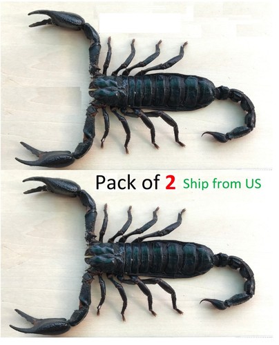 Set 2 Real Giant Scorpion Mounted Insect Bug Entomology Wall Art Decor ...