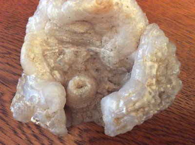 Genuine old fossil Pohlsepia octopus-like unique rare irreplaceable | eBay