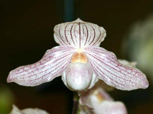 Machiela's Orchids | eBay Stores