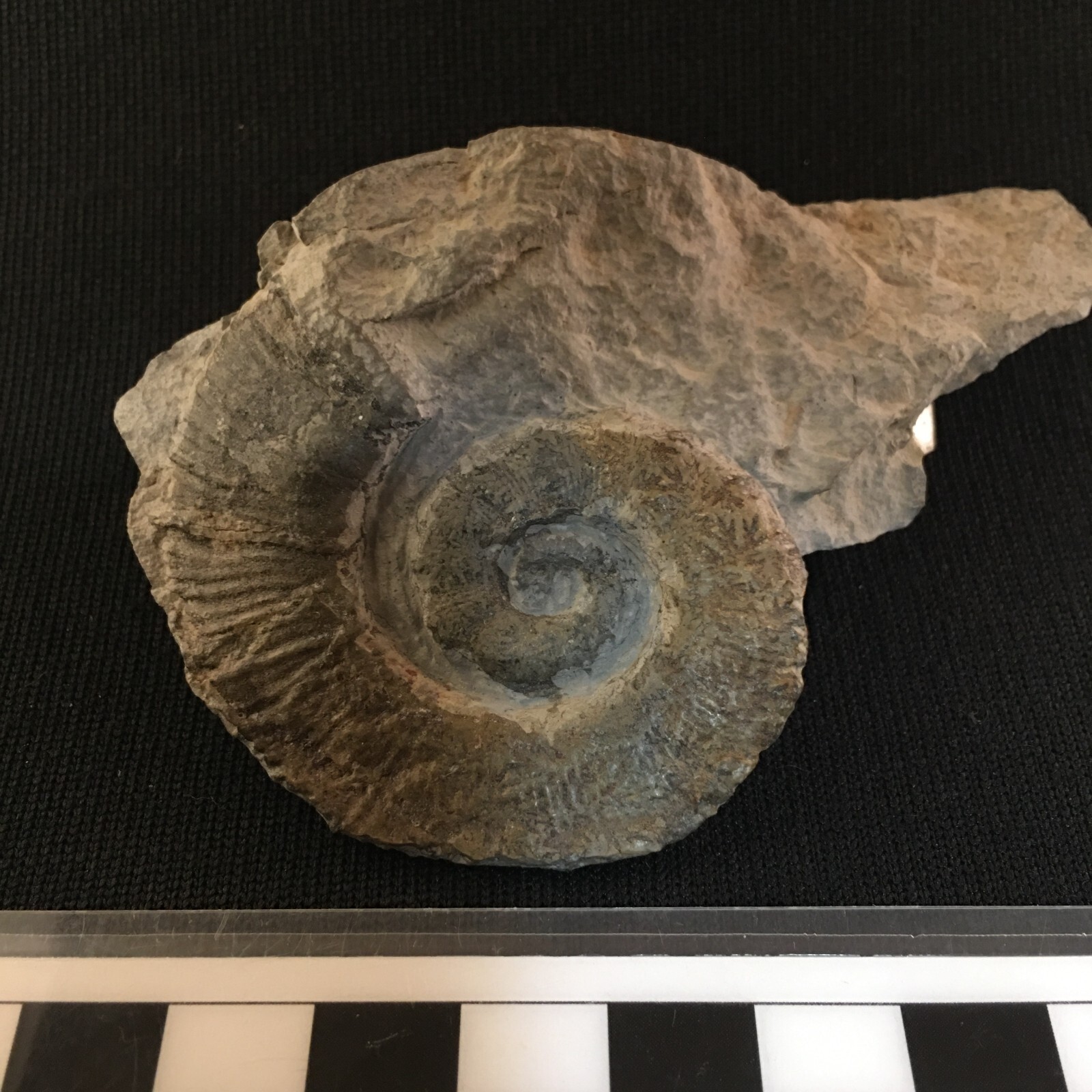 Rare Heteromorph from France, Crioceratites nolani with suture pattern ...