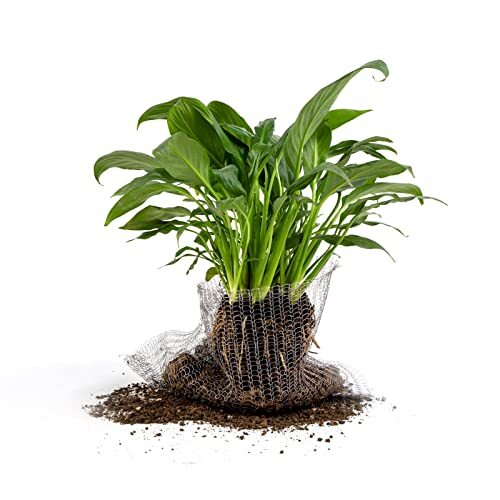 4 Pack 10 Gallon Root Guard Gopher Proof Wire Mesh Basket for ...