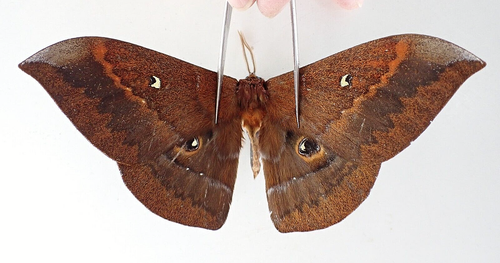 SA20582. Insects, butterflies: Saturnia salassa. North Vietnam. | eBay