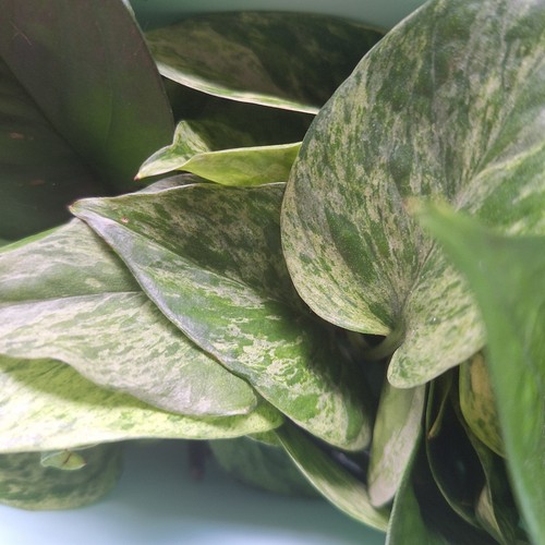 1 Marble Queen And 1 Cebu Blue Pothos - Live Plant- Unrooted Cuttings ...