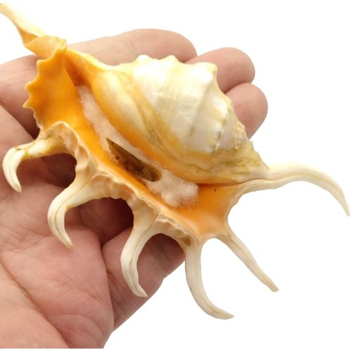 Lambis crocata Orange Spider Conch Specimen Shell ~ 4.7 L X 2" W | eBay