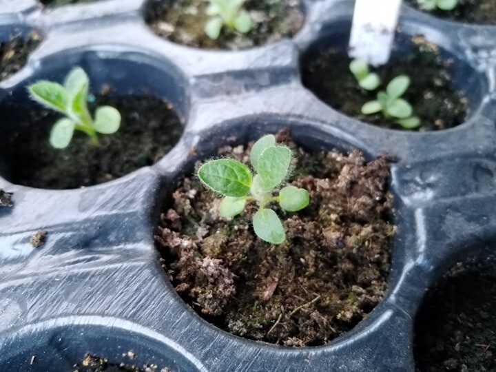 Sideritis scardica, Mursalski Chai, 50 seeds, perennial, Hardy Zone 3 ...