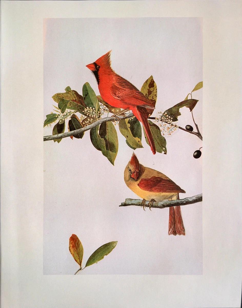 John James Audubon Drawings