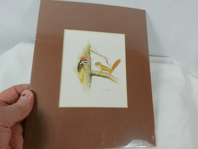 Vintage M G Loates Squirrel Woodpecker on Branch Art Print 8x10 No ...