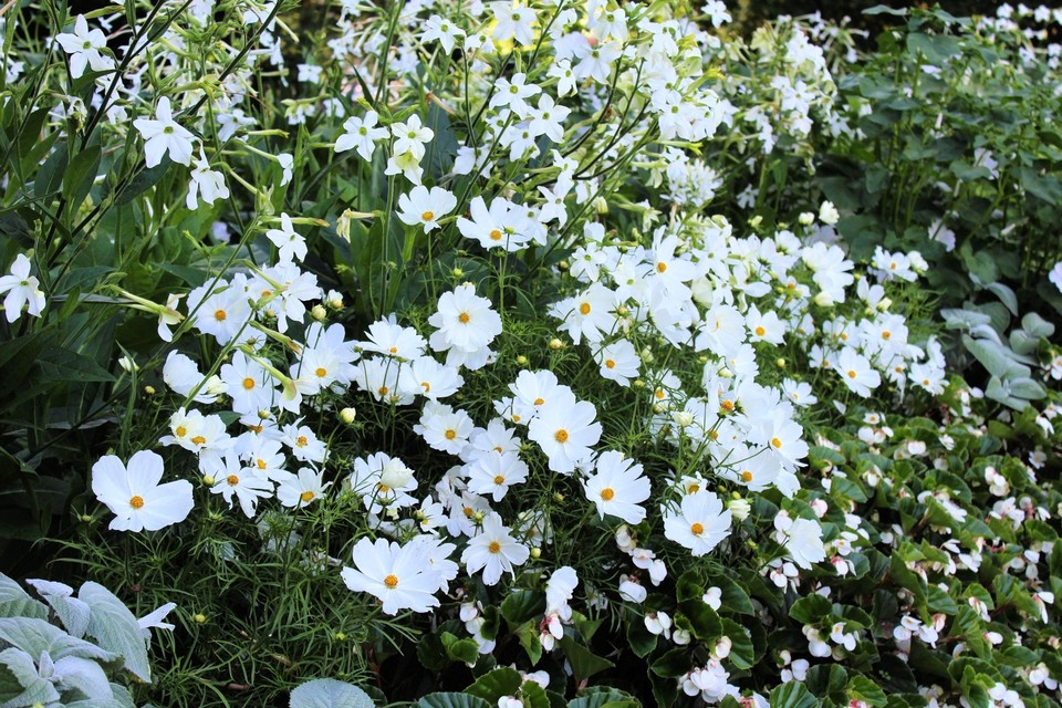 350 PURITY WHITE COSMOS Cosmos Bipinnatus Flower Seeds | eBay