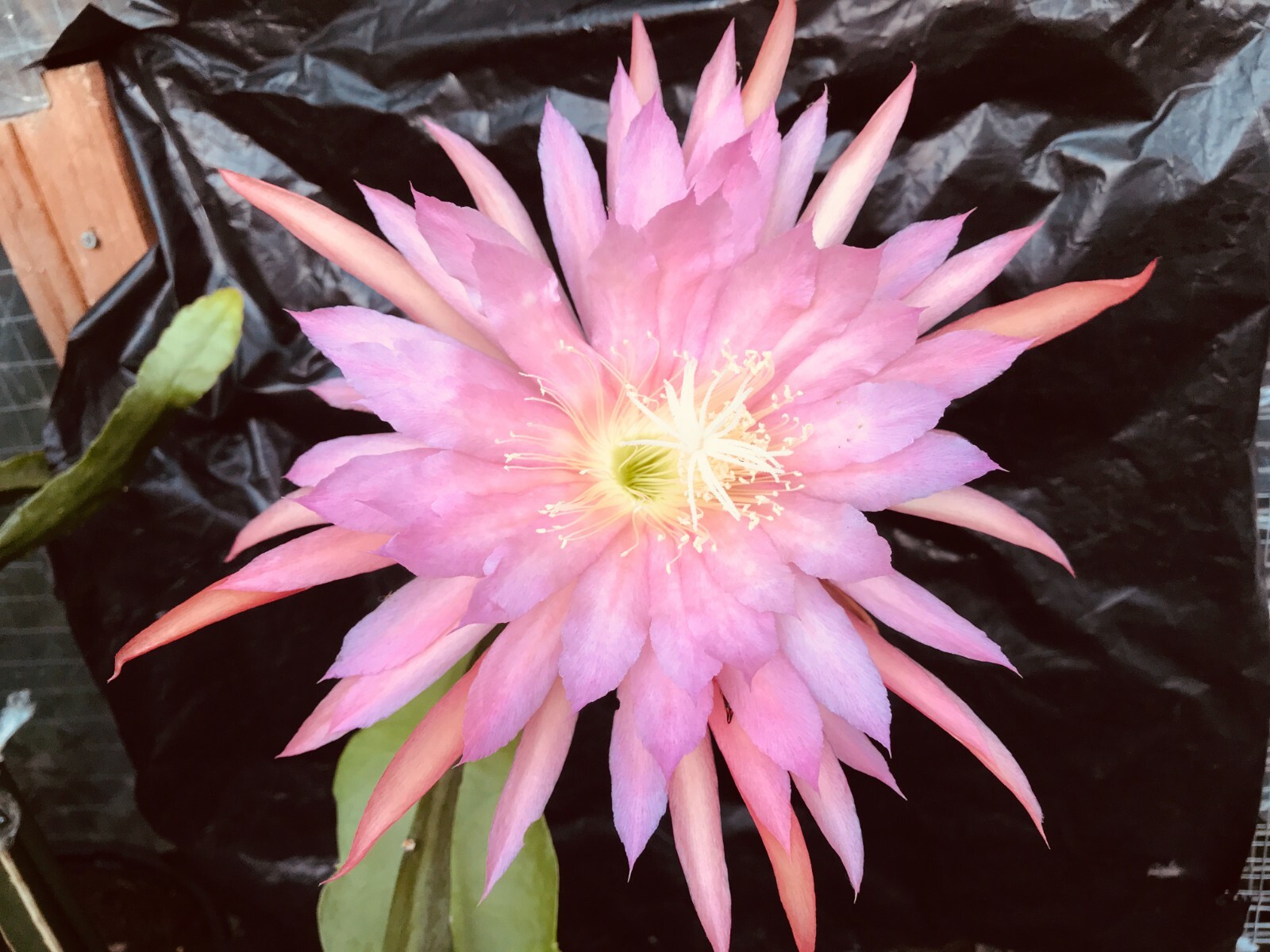 Epiphyllum Pink Plum Orchid Cactus Cutting | eBay