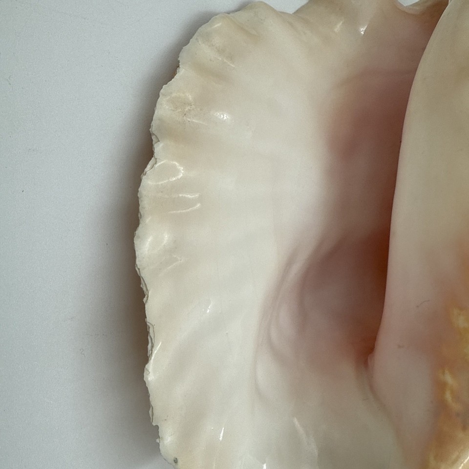 Natural Queen Conch Shell 10" Long Extra Large Pink Rare Find Beautiful ...