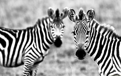Zebra 8x10 High Quality Photo | eBay