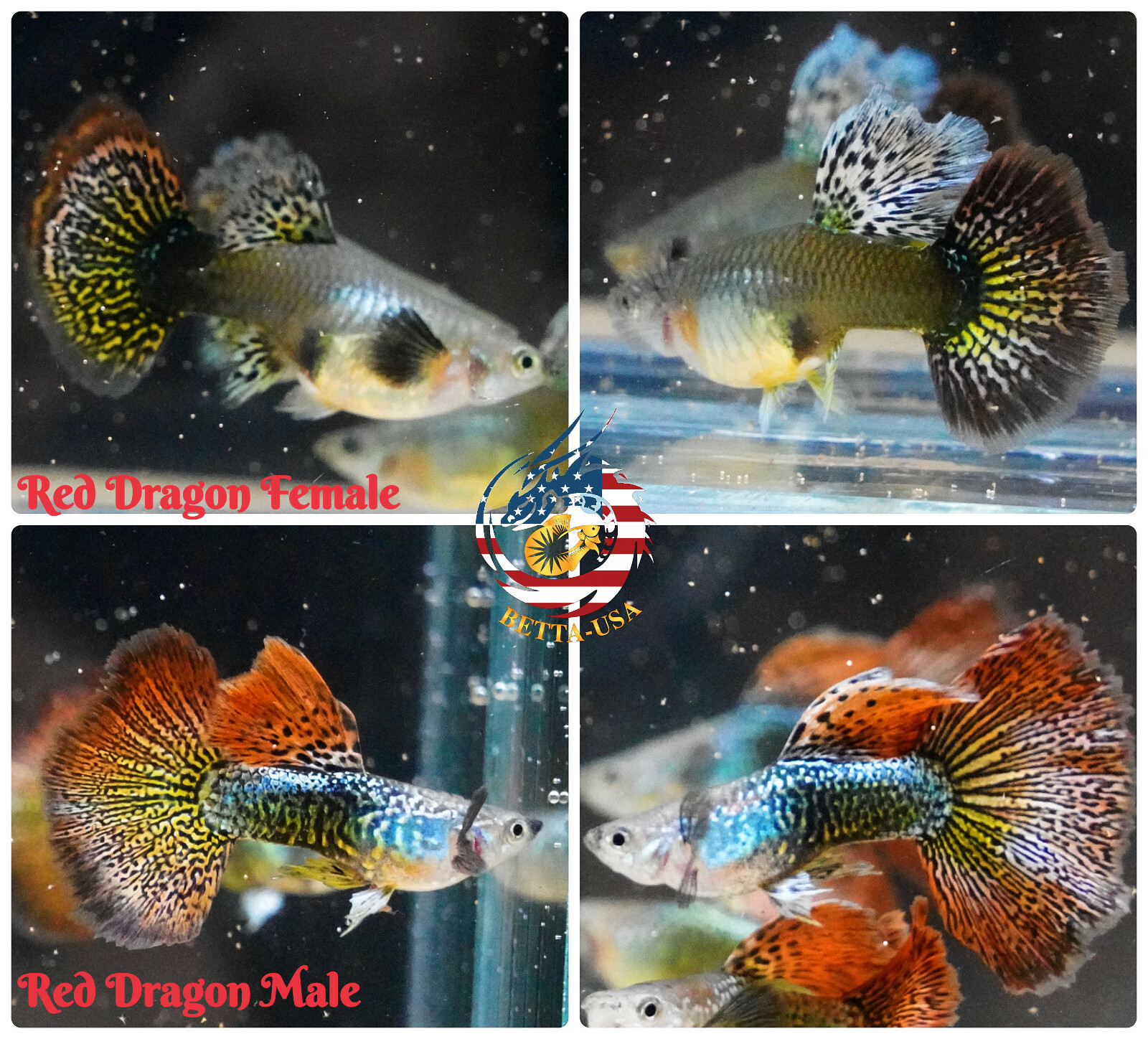 1 TRIO - Live Aquarium Guppy Fish High Quality - Red Dragon Halfmoon ...